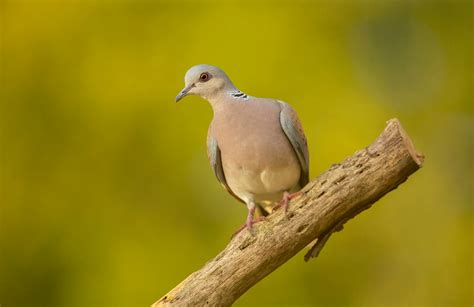 Turtle Dove Bird Facts Streptopelia Turtur