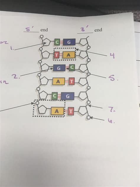 Dna And Rna Diagram Quizlet