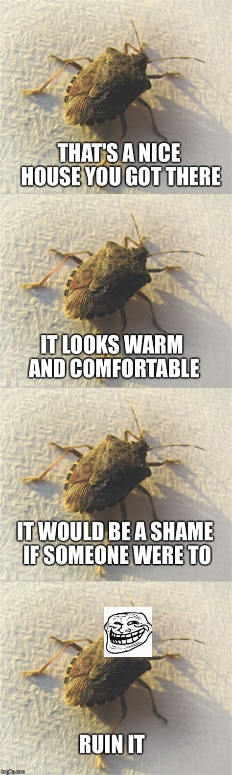 Stinkbugs Imgflip