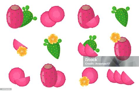 인도 무화과 이국적인 과일 꽃과 흰색 배경에 고립 된 잎 그림세트 부채선인장에 대한 스톡 벡터 아트 및 기타 이미지 부채선인장 선인장 0명 Istock