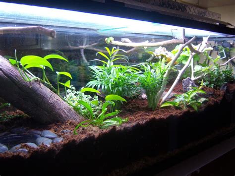 Bioactive Pacman Frog Setup Hasma