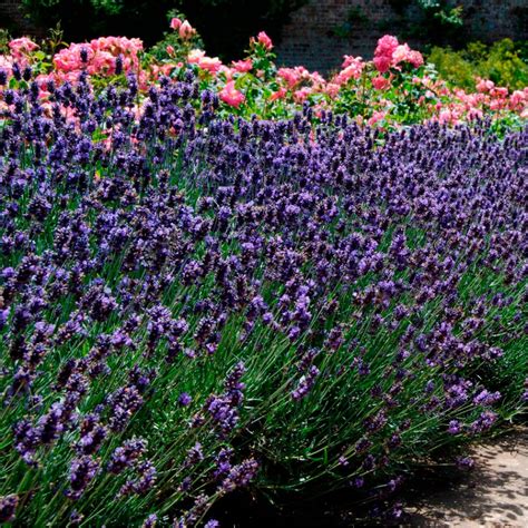 Лаванда вузьколиста (Lavandula angustifolia)