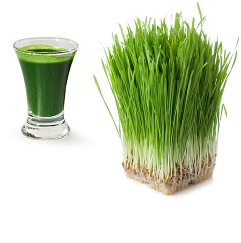 ჯეჯილის გასაოცარი თვისებები რაც აქამდე არ იცოდით