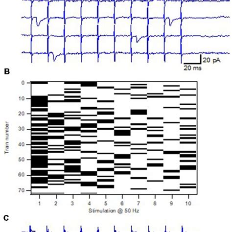 Minimal Train Stimulation Of A Unitary Synaptic Input A Five