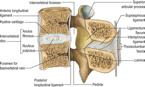 Lumbar Spine Foramen Anatomy