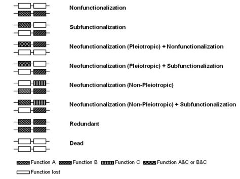 Subfunctionalization Of Duplicated Genes As A Transition State To