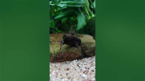 Synodontis Contractus Youtube