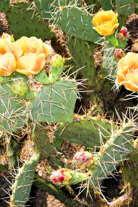 How To Grow Prickly Pear Cactus Indoors Or Outdoors