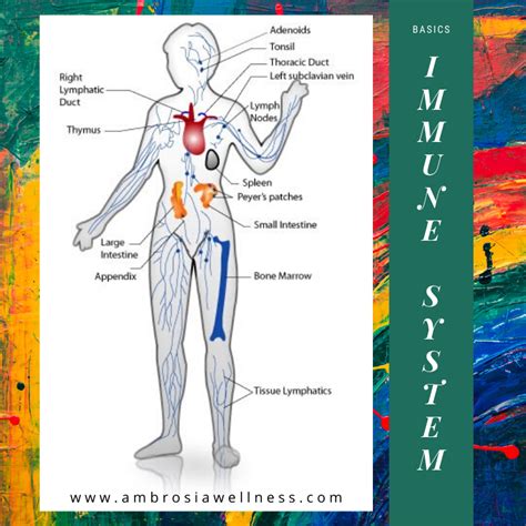 Immunity Definition Immune System Organs Types And Disorders