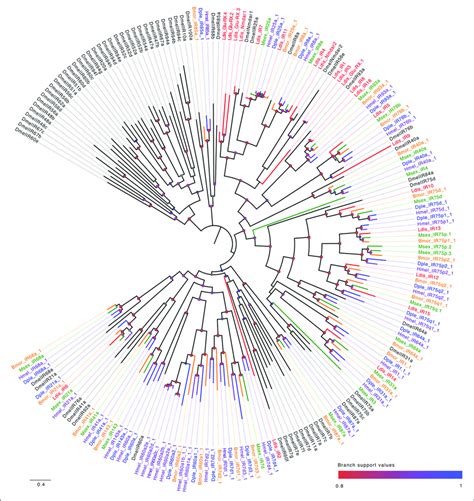maximum likelihood dendrogram based on protein sequences of candidate