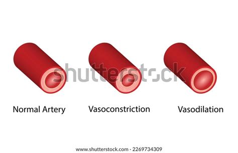 Arterial Vasoconstriction Vasodilation Cross Section Arteries Stock