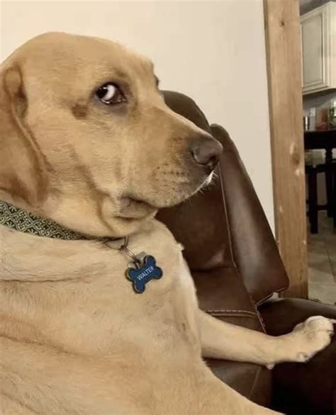 Adorable Labrador Retriever Dog Sitting On Chair Judging Dog Face