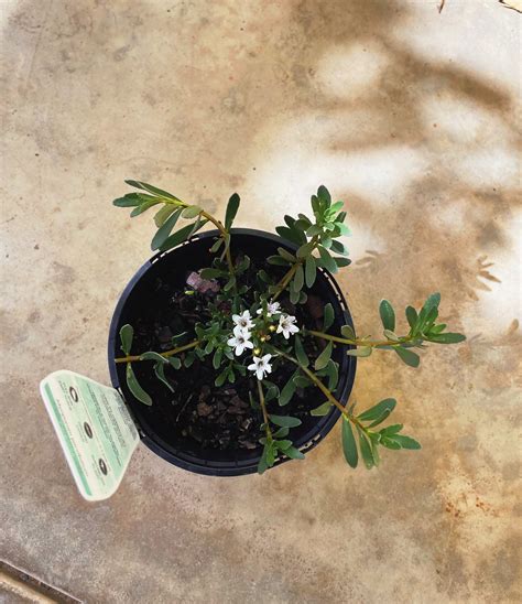 Myoporum Parvifolium Purpurea — The Patch Nursery Renmark Riverland