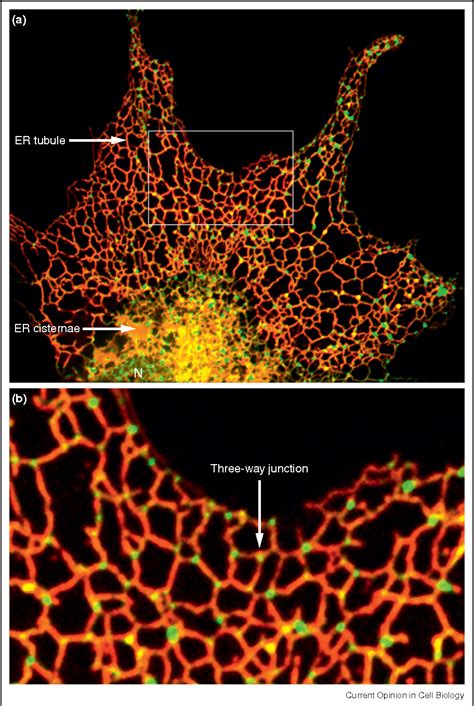 Figure 1 From Er Structure And Function Semantic Scholar