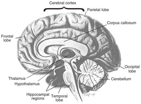 What Are The Effects Of Alcohol On The Brain