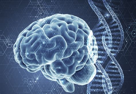 The Adaptive Traverse How Knowledge Moves From DNA To Behavior Sapien Labs Neuroscience