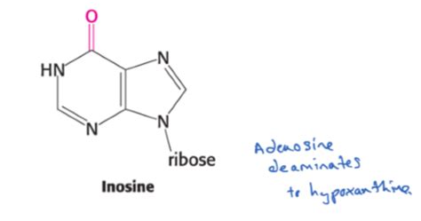 Bcem 393 Unit 31 Genetic Code Trna Charging Flashcards Quizlet