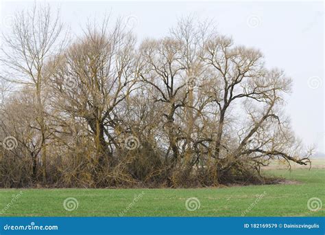 Tree Clusters In A Green Field Stock Image Image Of Beauty Clusters 182169579