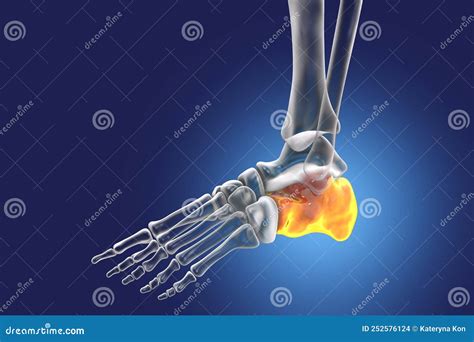 Human Foot Anatomy Calcaneus Bone Of The Foot Stock Illustration