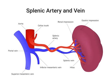 Splenic Artery Model