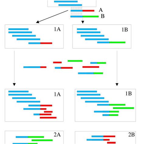 Schematic Showing How The History Of A Cluster Can Affect Its Download Scientific Diagram