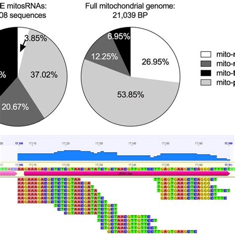 Differentially Expressed Mitosrnas Align To Coding And Non Coding