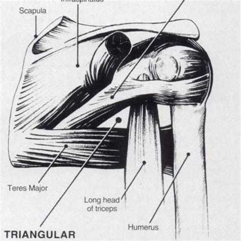 Pdf Lymphatic Drainage To Triangular Intermuscular Space Lymph Nodes In Melanoma On The Back