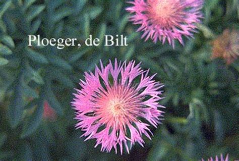 Centaurea Dealbata Esveld Shop