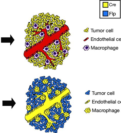 Rationale For Dual Recombinase Technology A Adeno Cre Infection