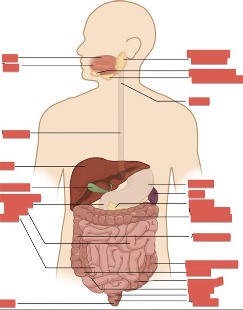 Digestive System 1 Diagram Quizlet