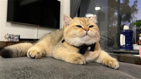 Somebody said it would fit in here : r/politecats