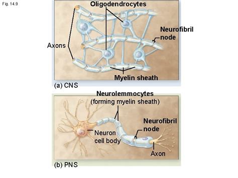Chapter 14 Nervous Tissue Neuron Single Cell Nerve