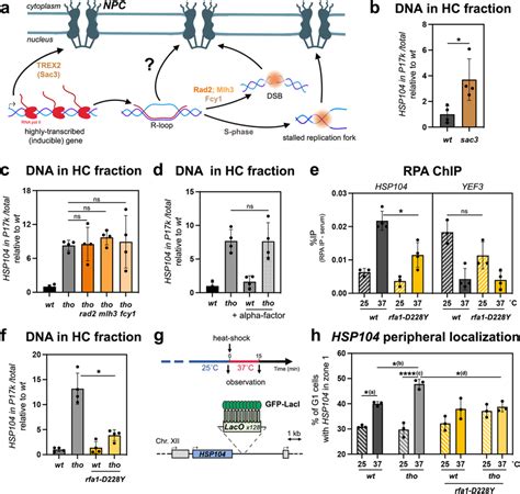 R Loop Dependent Relocation To Npcs Requires Ssdna Coating By Rpa A