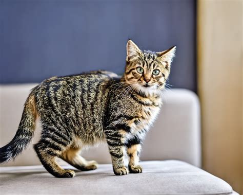 Tabby Kitten Ready To Pounce Free Photo Download FreeImages