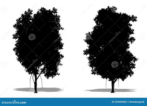 Set Or Collection Of Ficus Trees As A Black Silhouette On White