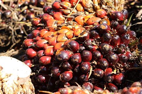 농장에서 수확 한 후 신선한 오일 야자 과일의 힙 이 사진은 배경에 흐림 효과를 사용하여 남부 칼리만탄의 오일 팜 농장에서 촬영되었습니다 0명에 대한 스톡 사진 및 기타