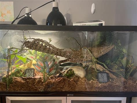 Finally Enough Clutter Rballpython