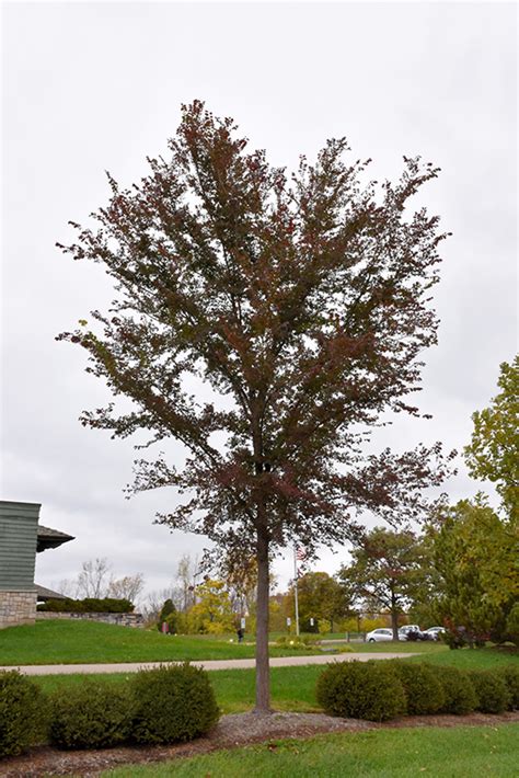 Frontier Elm Ulmus Frontier In Columbus Dublin Delaware Grove City