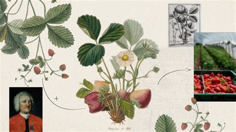 The History Of The Strawberry From Wild To Modern Foodunfolded