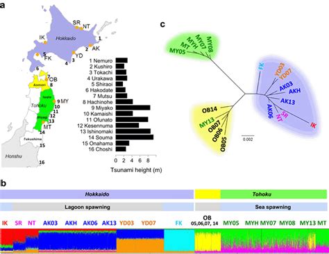 Spatiotemporal Population Structure Of Japanese Pacific Herring A Download Scientific Diagram