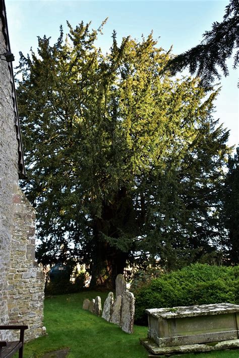 Ludford Ancient Yew Group