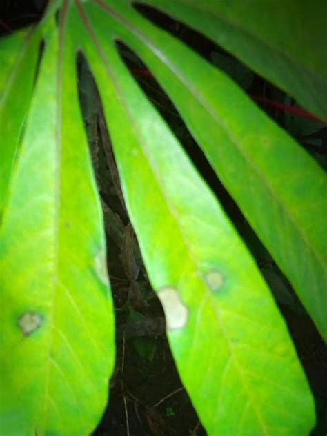 Cassava Final Object Detection Dataset And Pre Trained Model By Tes
