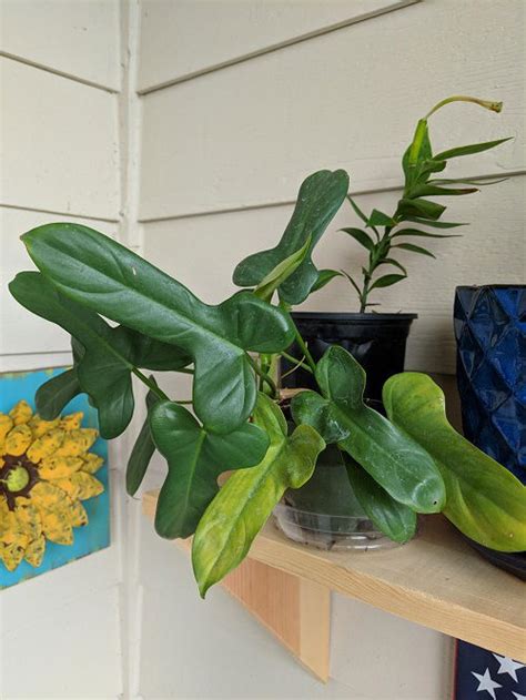 27 Shocking Plants That Look Like Penis Balcony Garden Web