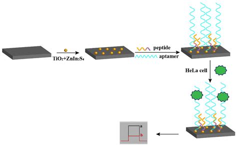 A Brief Review Of Aptamer Based Biosensors In Recent Years