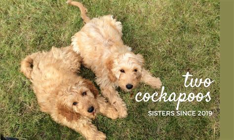 Two Cockapoos