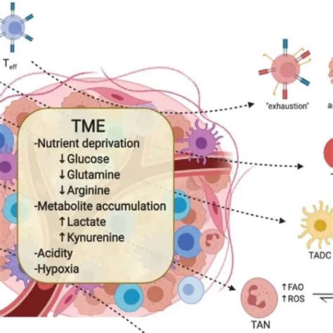 Tumor Microenvironment Download Scientific Diagram