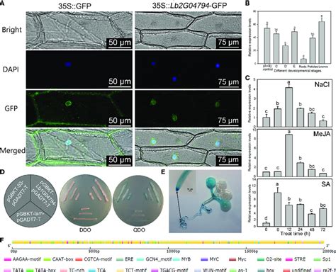 Expression Pattern Of Lb1g04794 And Subcellular Localization Of Its