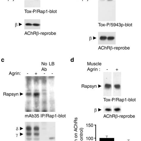 Characterization Of Rapsyn Antibodies And Precipitation Of Achrs A Download Scientific