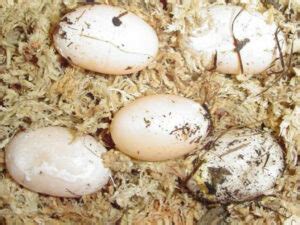 Box Turtle Laying Eggs In Yard What To Do To Save Them