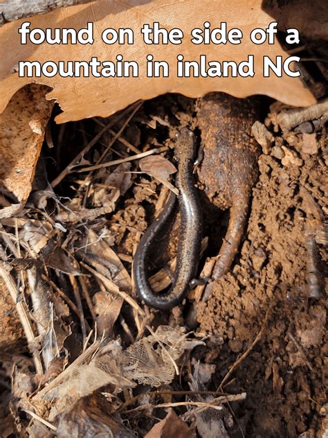 What Is This Assumedly Salamander Rsalamanders